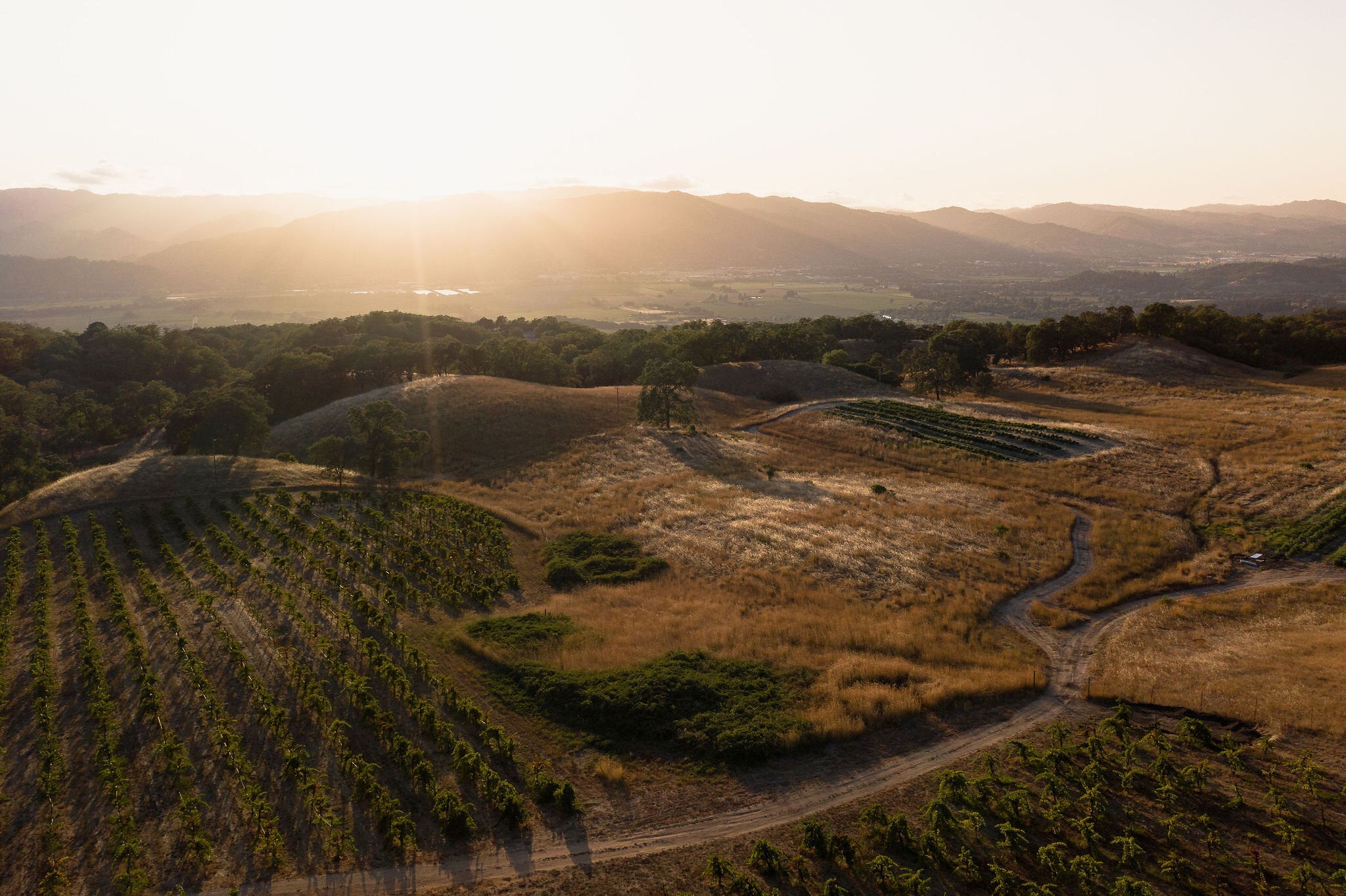 What Is The Emerald Triangle? – E1011 Labs